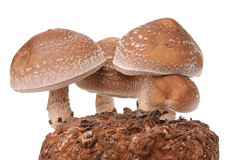 About Us - Discover fresh, organic mushrooms from PaceShroomies ...